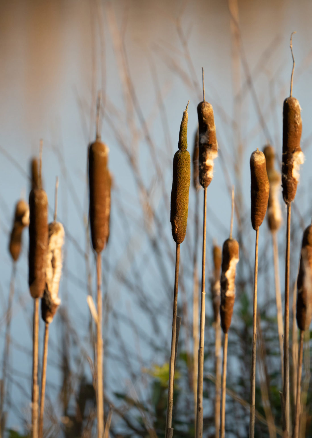 The Palinode’s Ethics of Questioning | Poetry Northwest